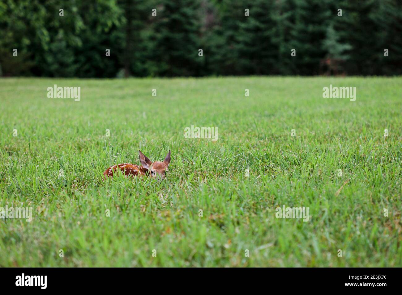 Baby deer bedded down in a field waiting for it's mother Stock Photo ...