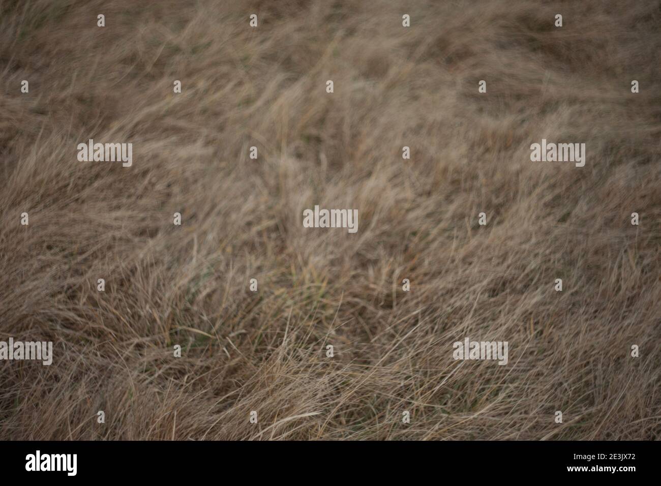Dry grass patterns hi-res stock photography and images - Alamy