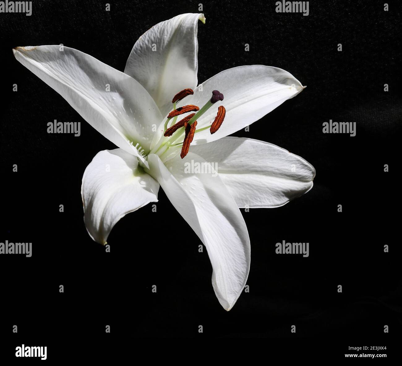 Close up of single lily bloom against plain black background Stock ...