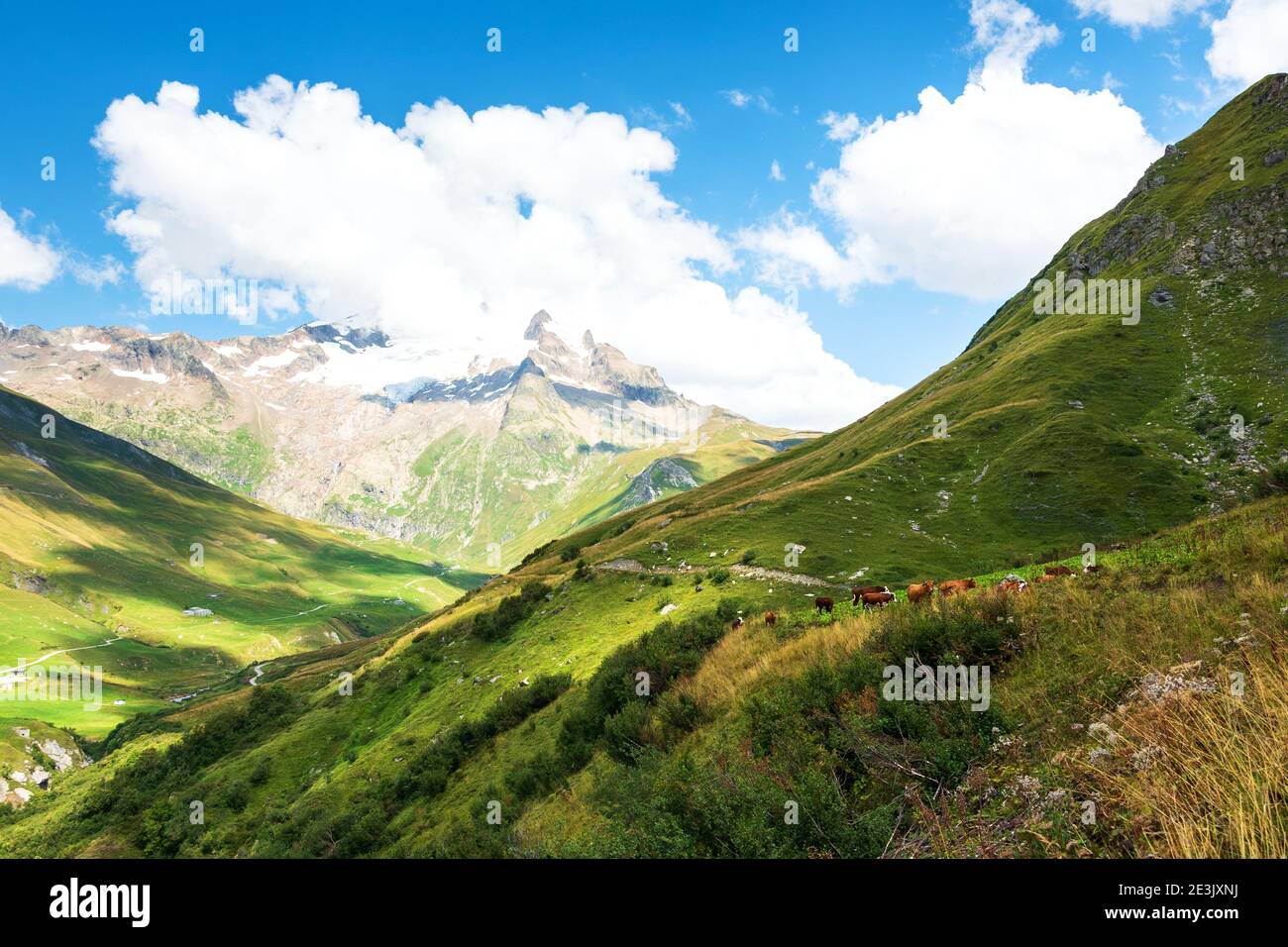 French Alps in summer. Grazing cows at alpine pasture and the Aiguille ...
