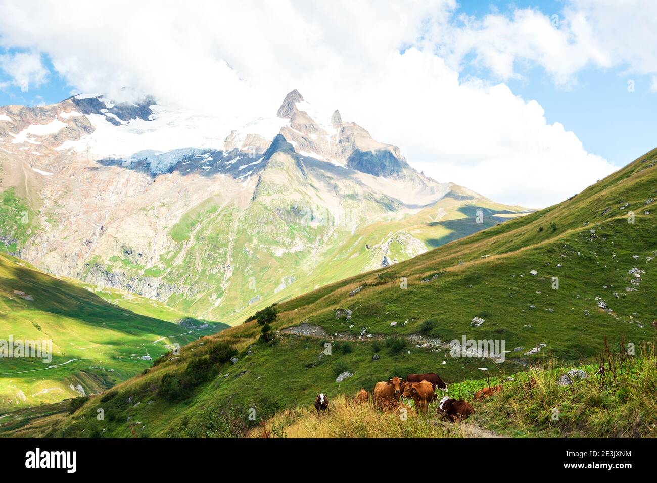 French Alps in summer. Grazing cows at alpine pasture and the Aiguille ...