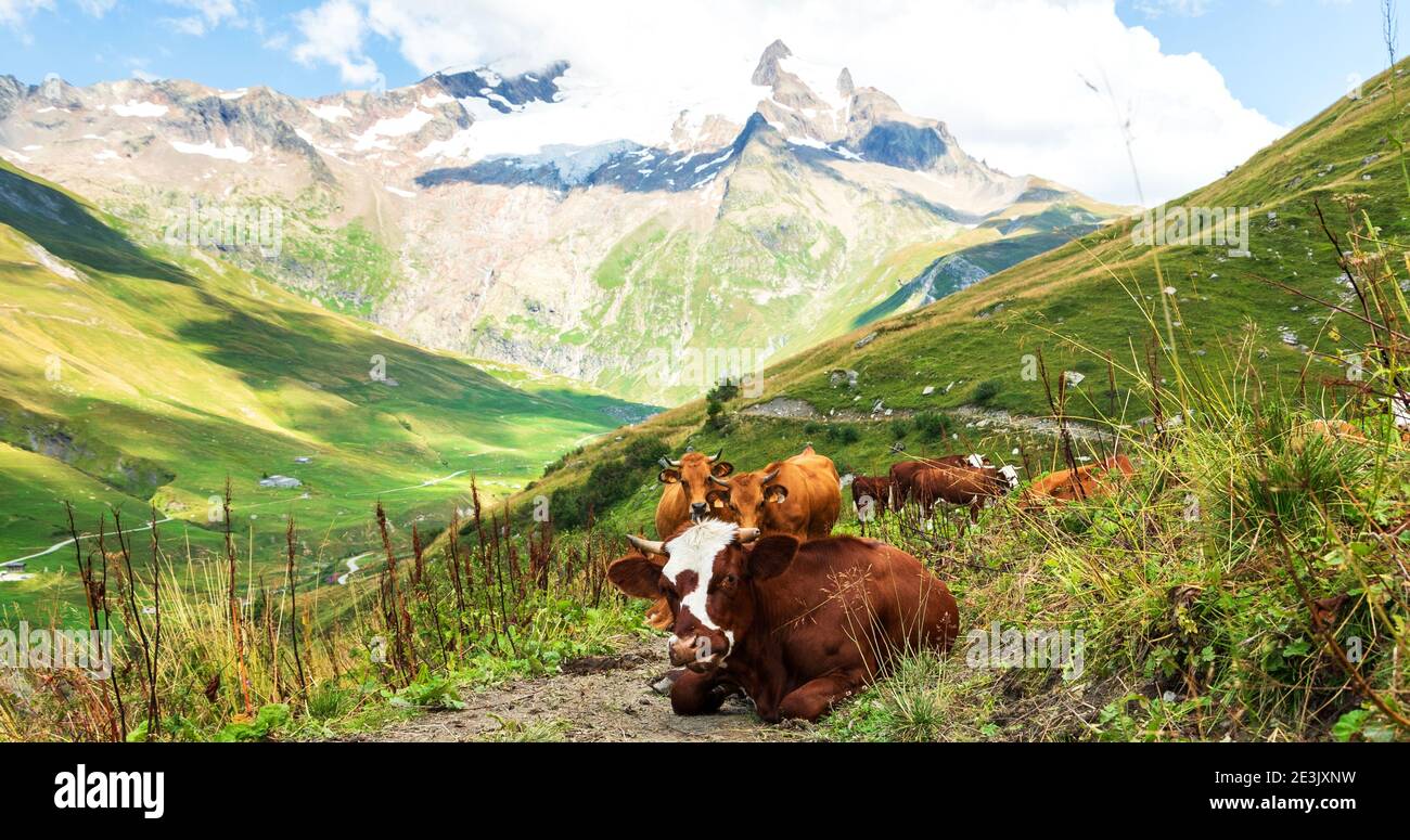 French Alps in summer. Grazing cows at alpine pasture Mont Blanc ...