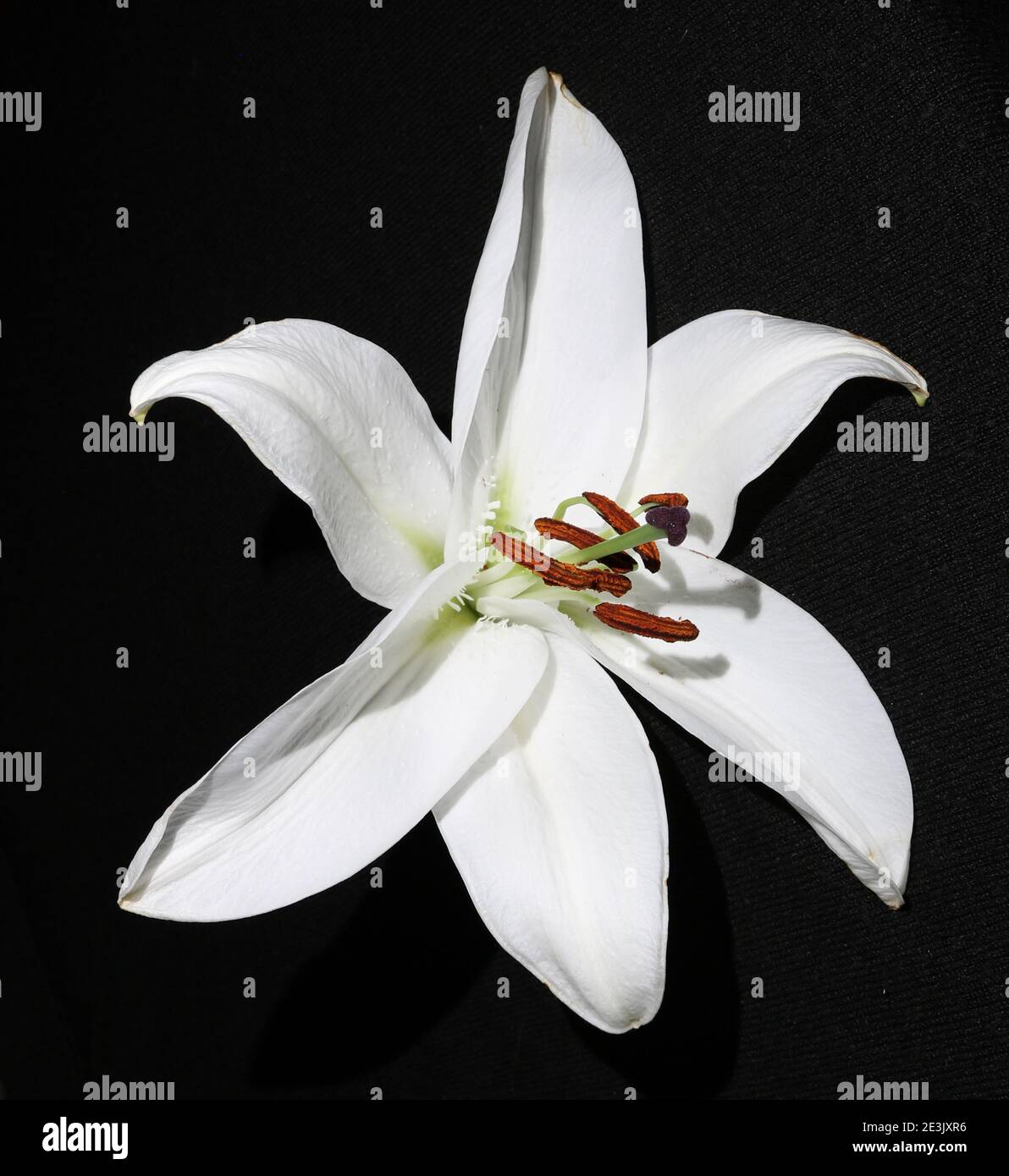 Single white lily against plain black background tie space for copy ...