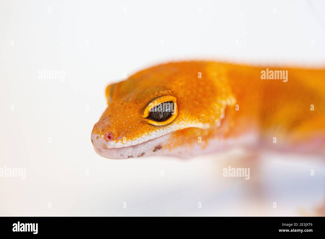 Orange Leopard Gecko side profile on white background Stock Photo - Alamy