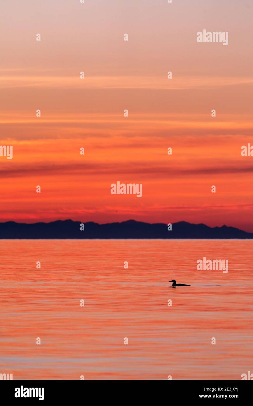 The silhouette of a loon with a dramatic sunset in the background Stock ...