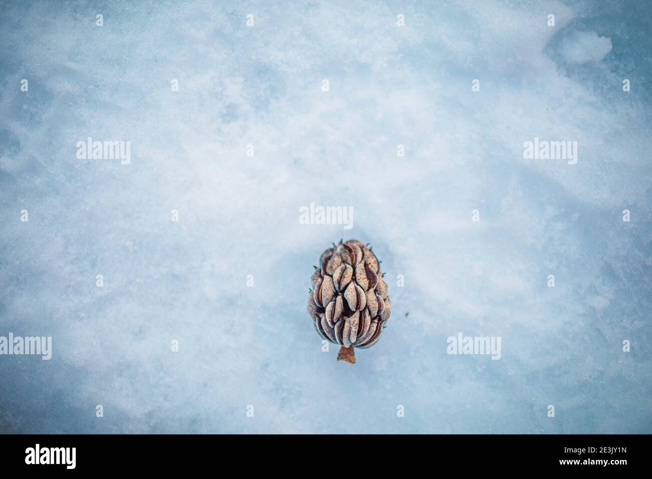 Plant fallen on the host ice Stock Photo - Alamy