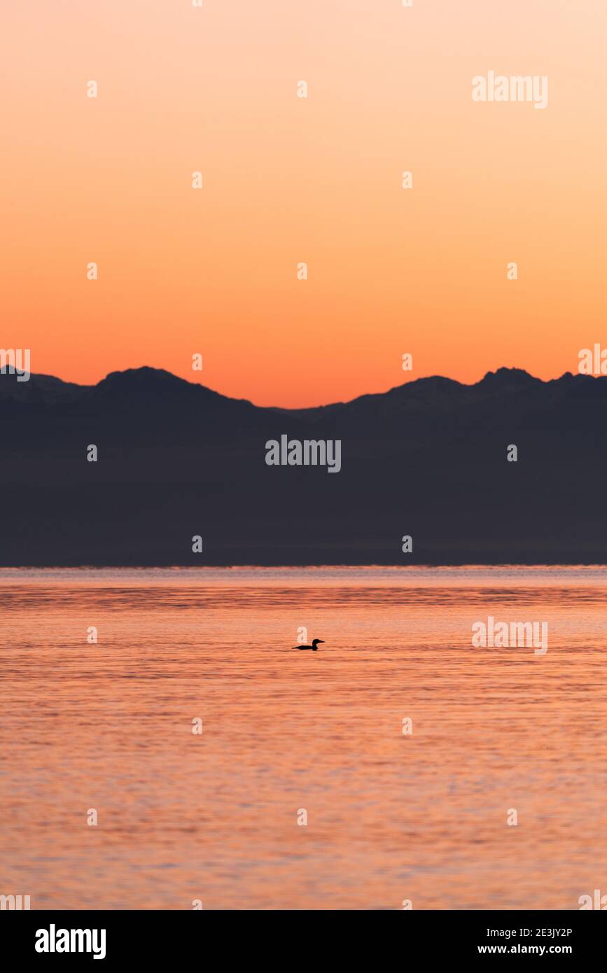 A Common Loon swimming in Puget Sound just after sunset Stock Photo - Alamy