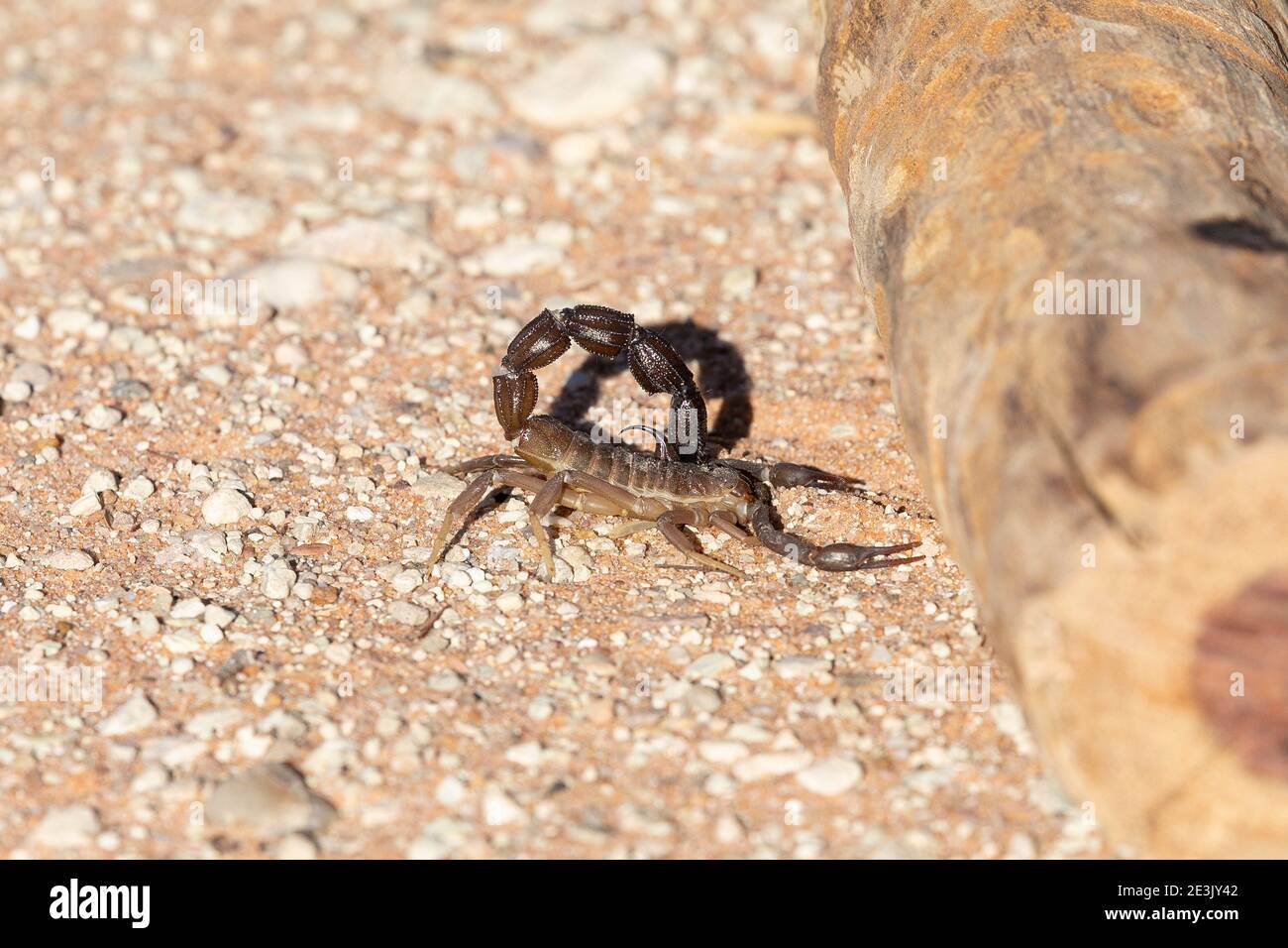 Cape thick tailed scorpion hi-res stock photography and images - Alamy