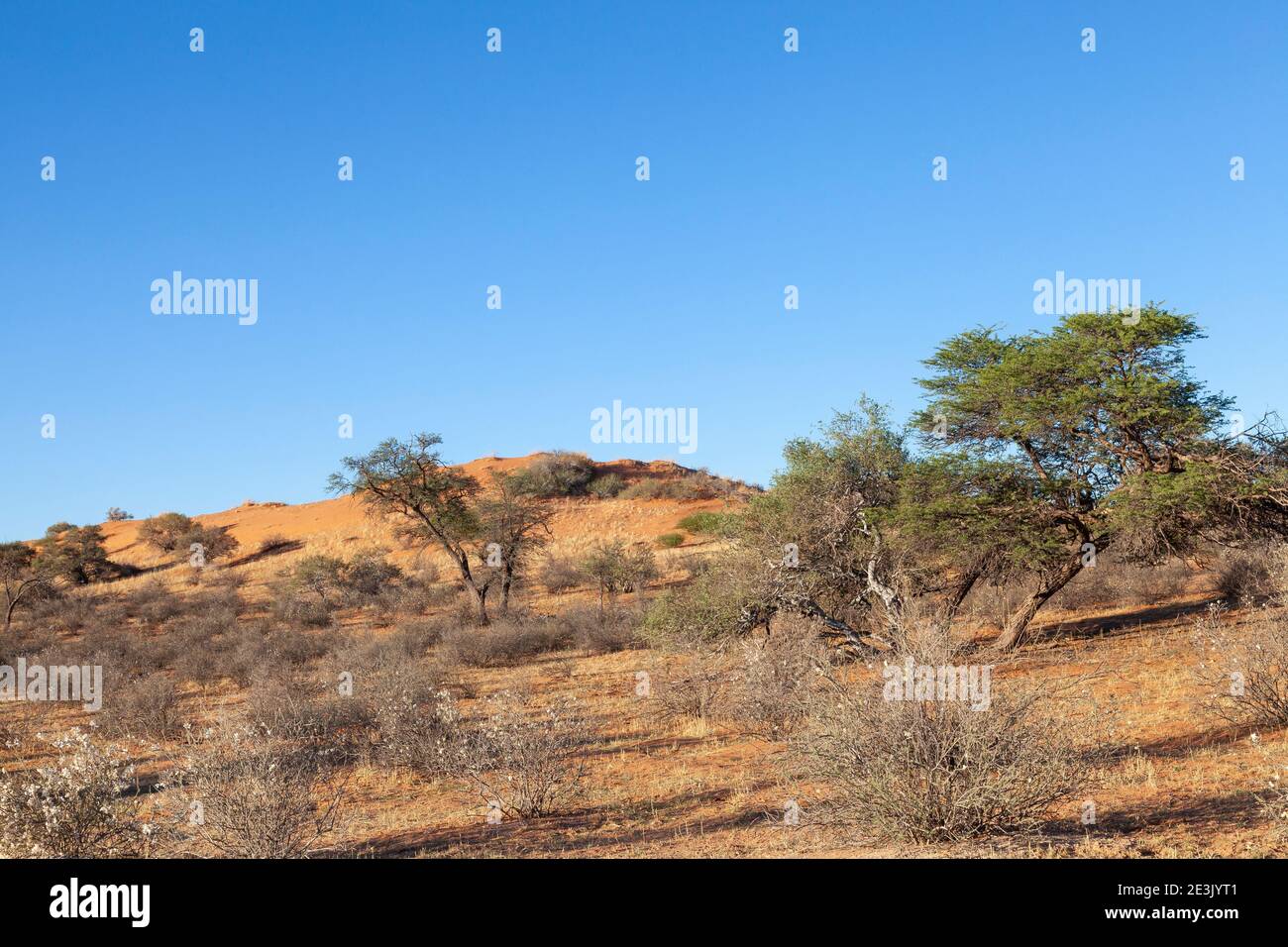 Kalahari desert tree dunes hi-res stock photography and images - Alamy