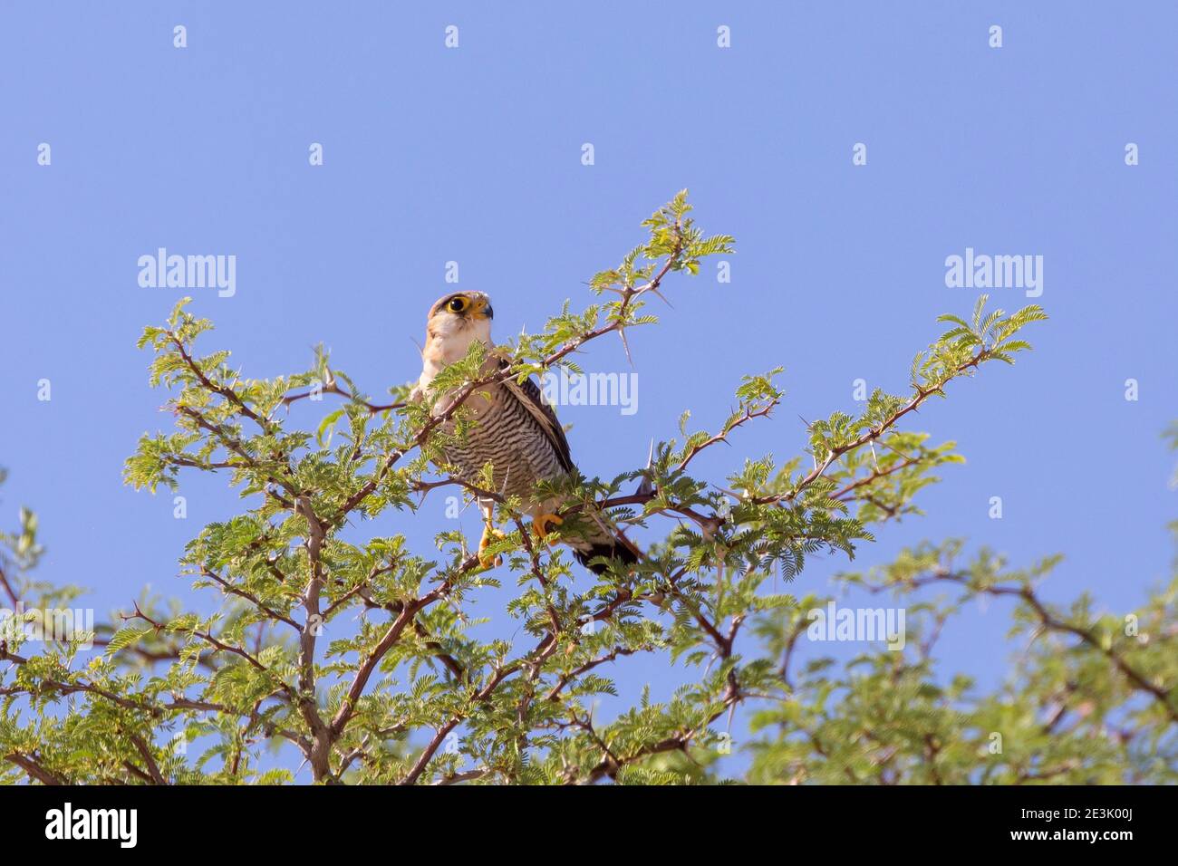 Red-necked Falcon (Falco chicquera) near Dalkeith waterhole, Mata Mata ...