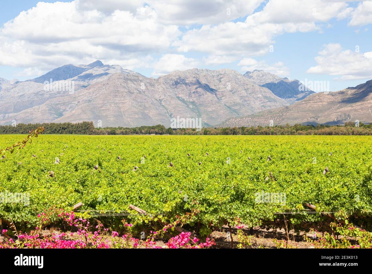 Vineyards in the Witzenberg Valley near Tulbagh, Western Cape Winelands ...
