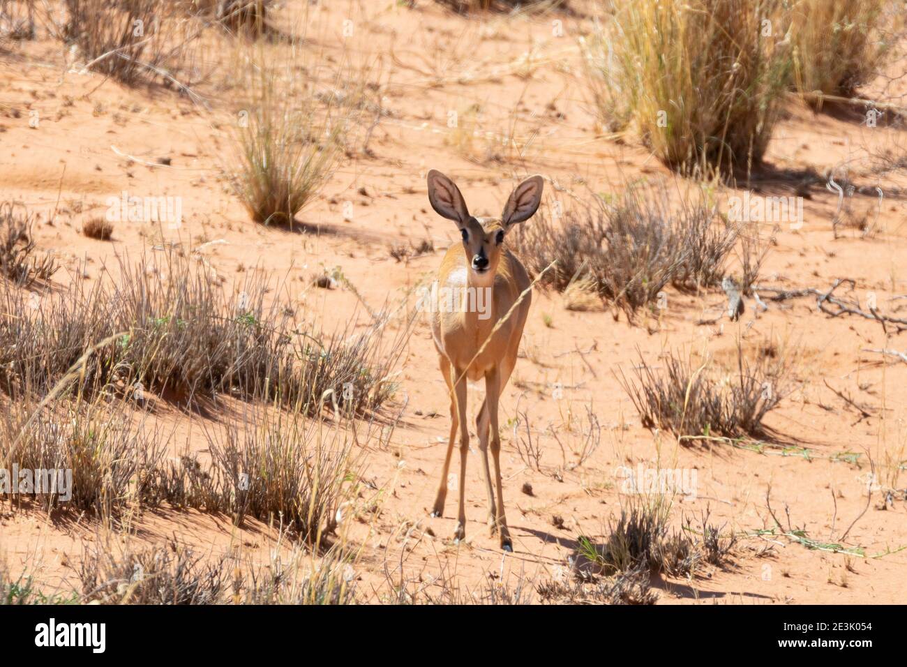 Dwarf antelope hi-res stock photography and images - Alamy