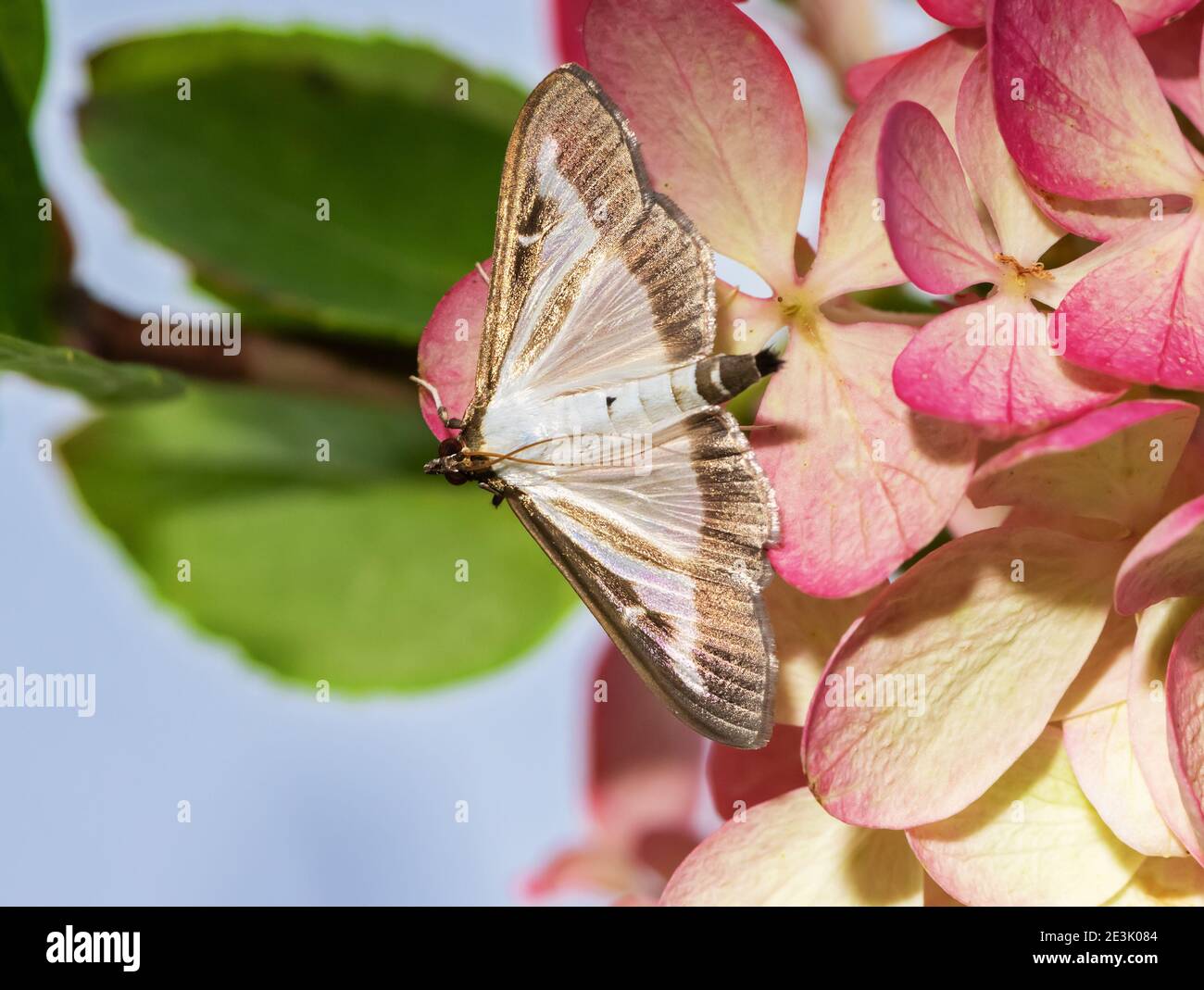 Macro of a box tree moth (Cydalima perspectalis Stock Photo - Alamy