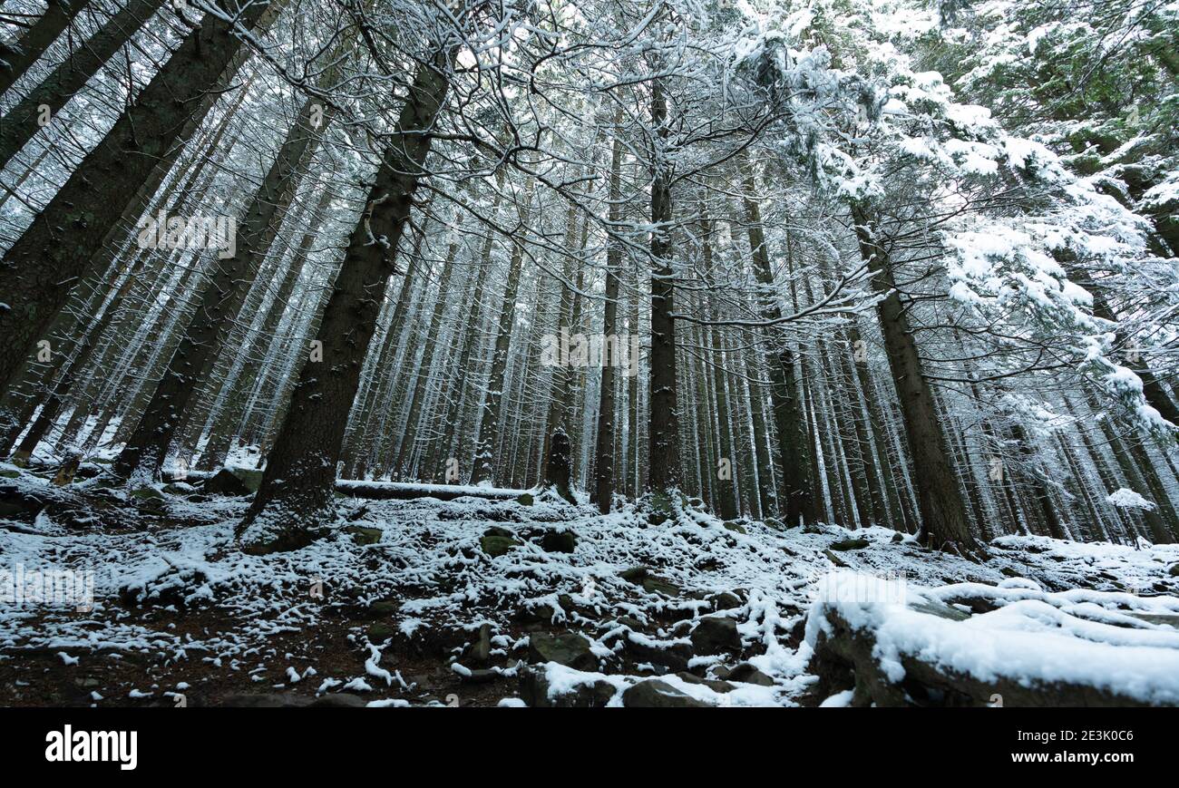 Tall dense old spruce trees grow on a snowy slope in the mountains on a ...