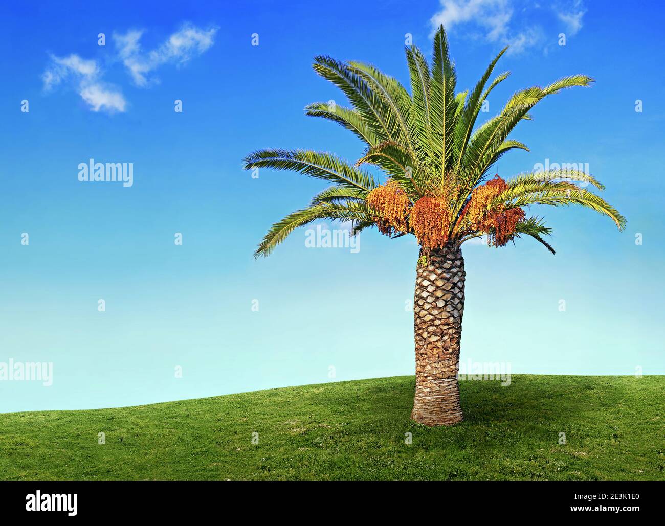 Ornamental palm in an urban environment Stock Photo - Alamy