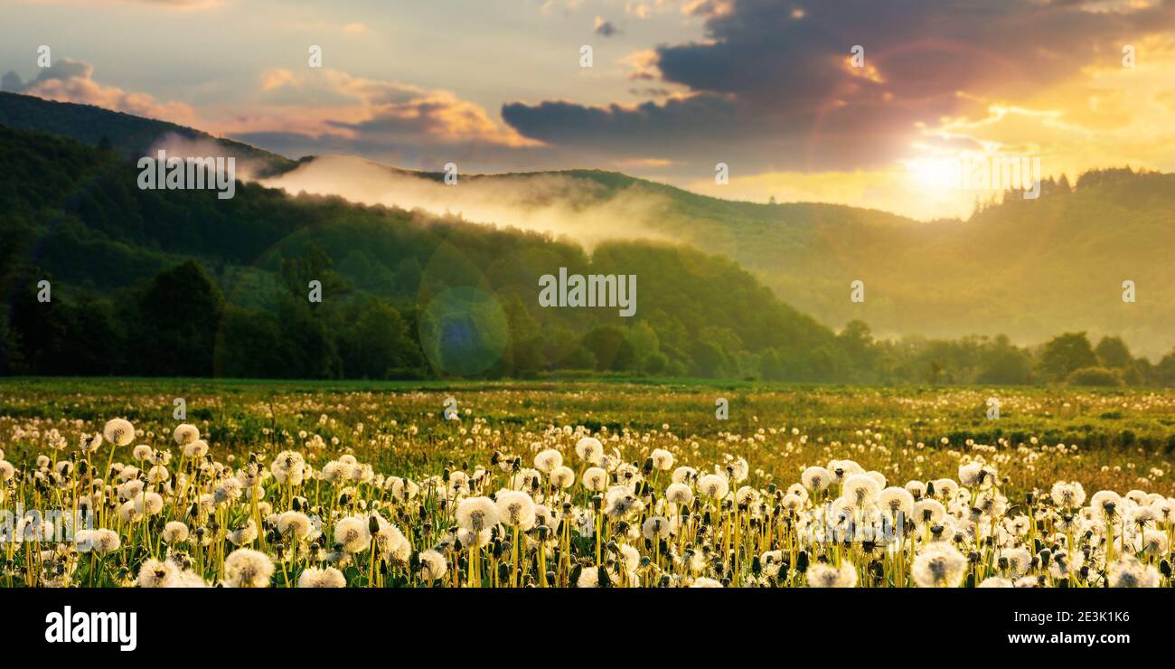 dandelion field in rural landscape at sunset. beautiful nature scenery ...