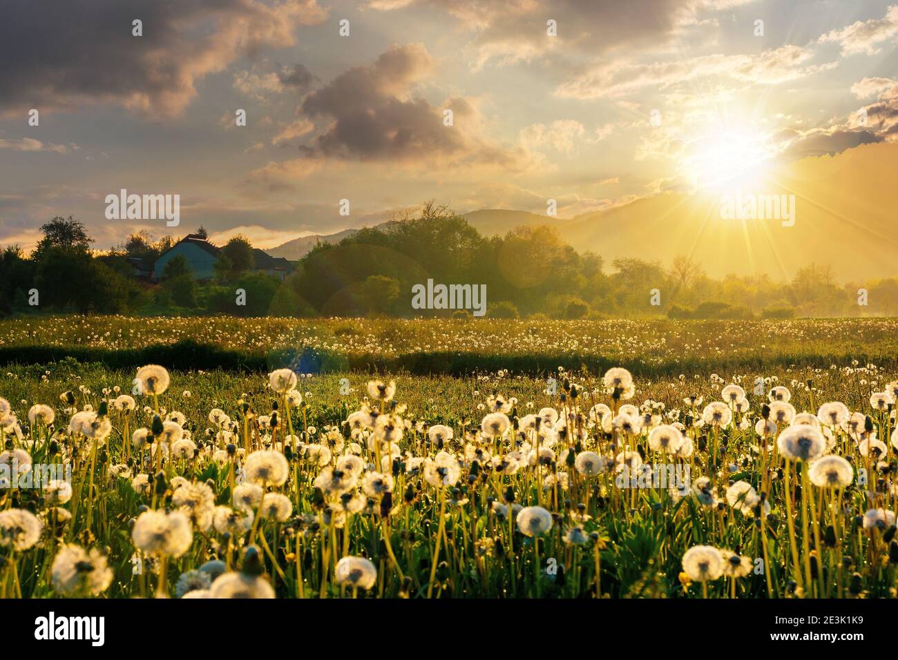Dandelion Field Sunset