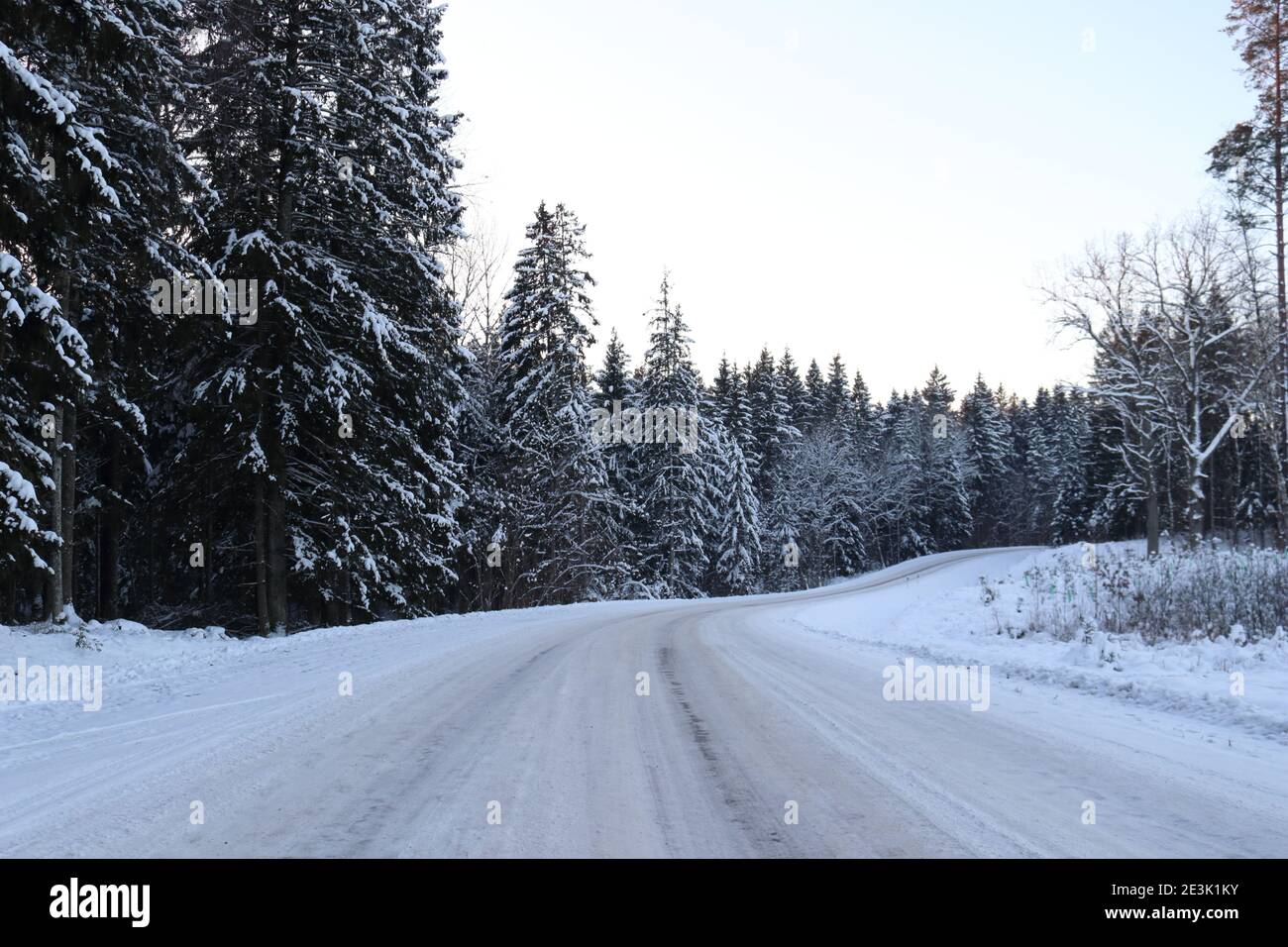 Driving in forest hi-res stock photography and images - Alamy