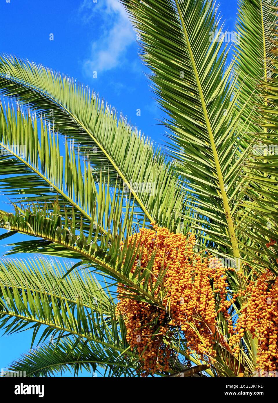 Ornamental palm in an urban environment Stock Photo - Alamy