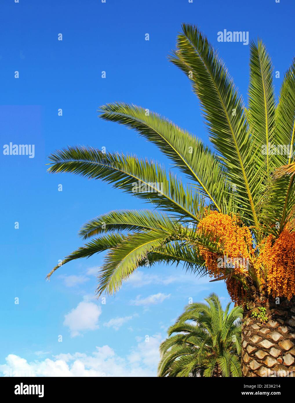 Ornamental palm in an urban environment Stock Photo - Alamy