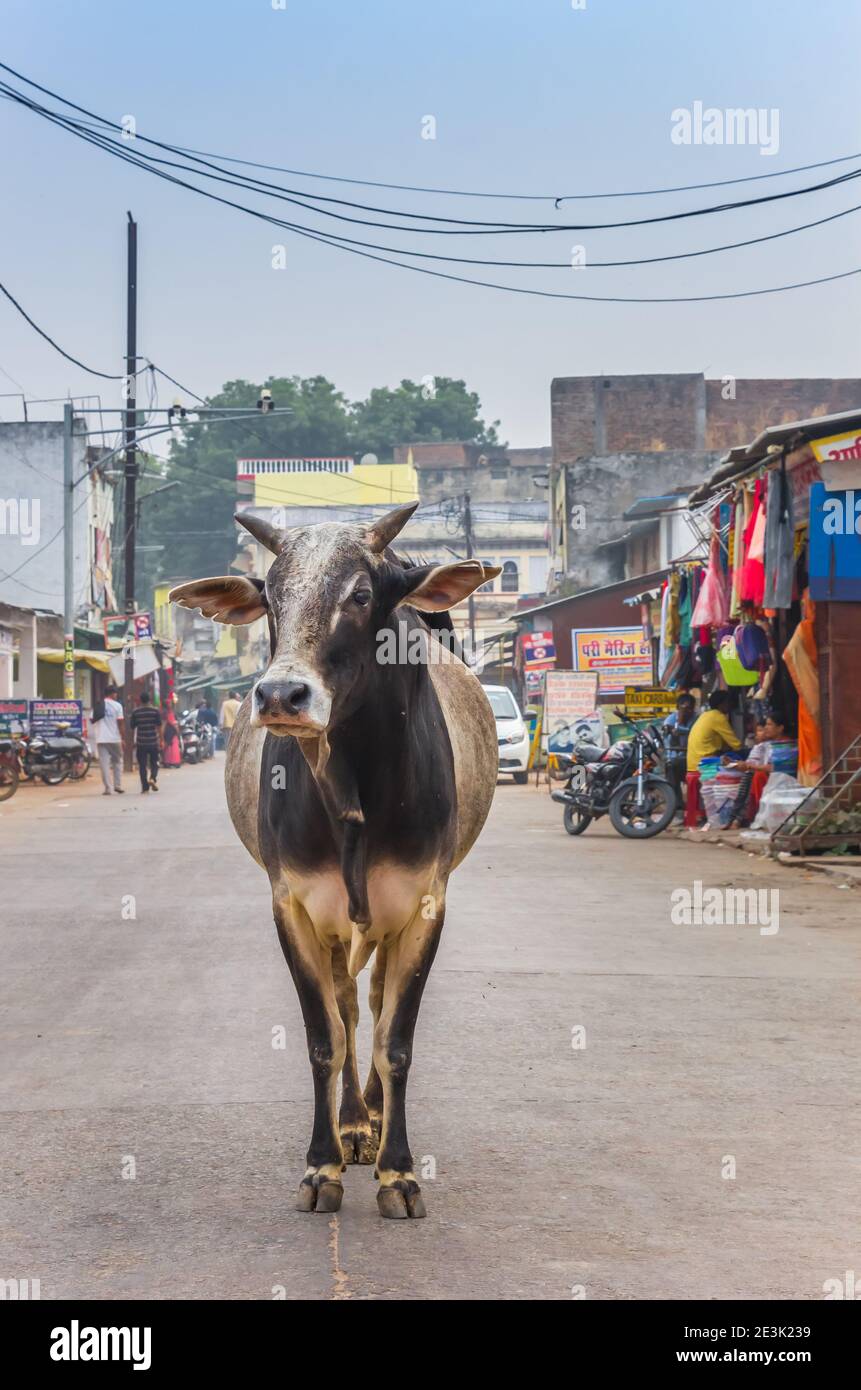 Cow standing in road hi-res stock photography and images - Alamy