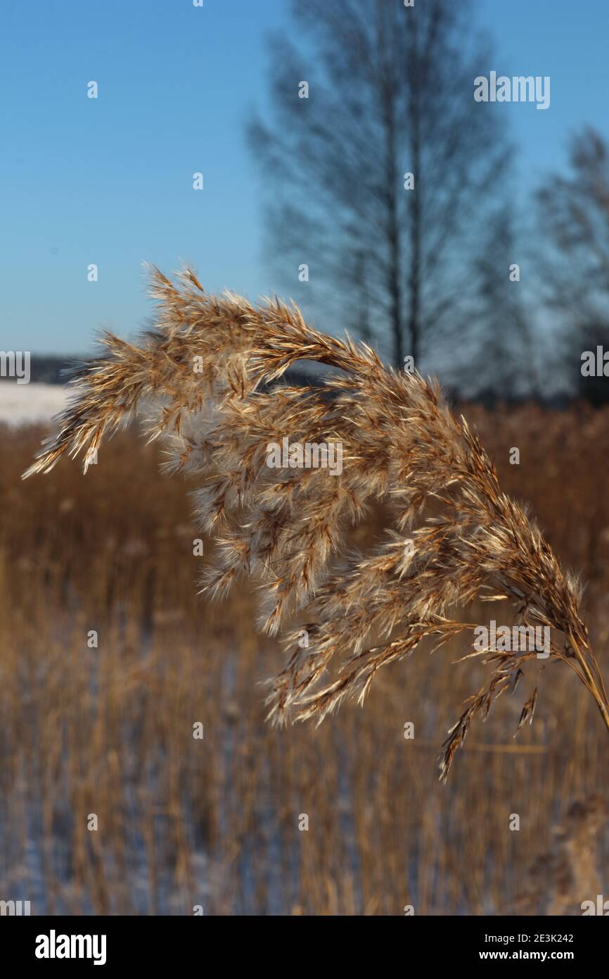 Reed in lake hi-res stock photography and images - Alamy