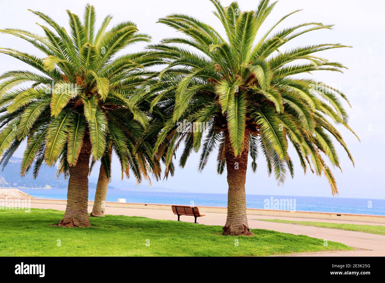 Ornamental palm in an urban environment Stock Photo - Alamy