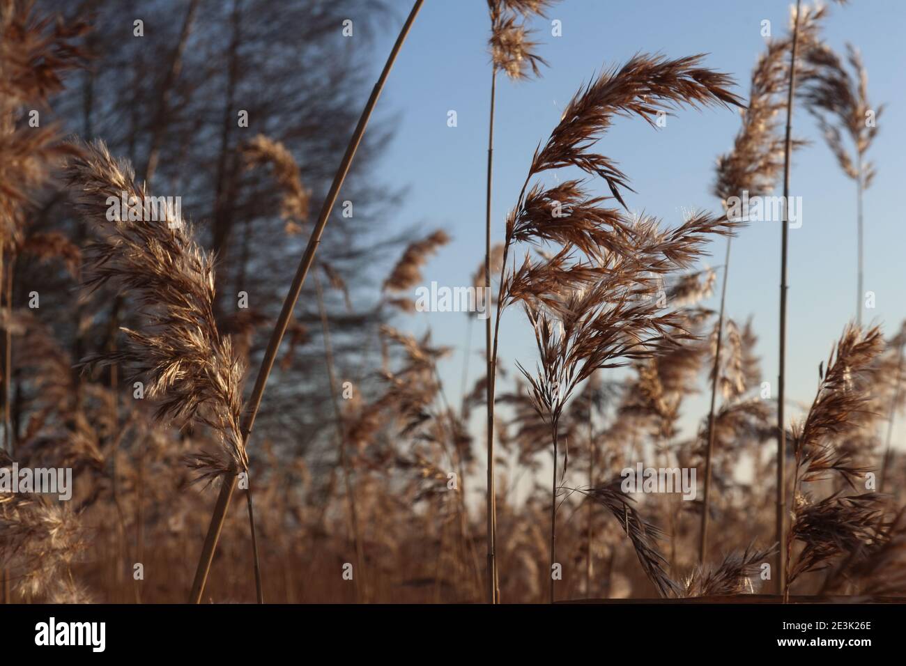 Reeds lake in nature hi-res stock photography and images - Alamy
