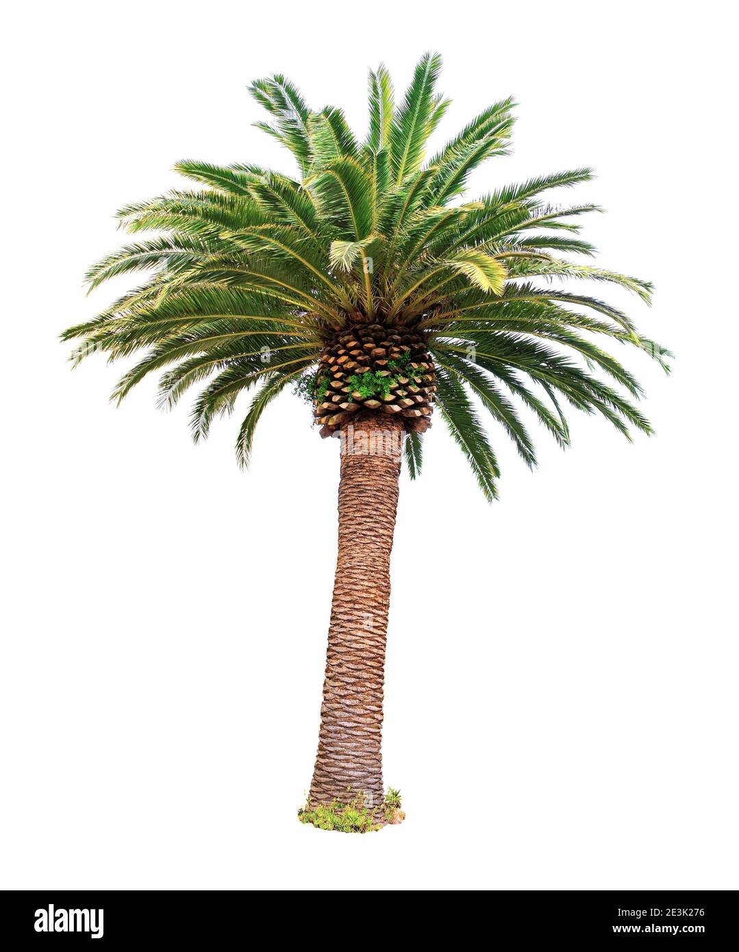 Old palm tree in Cut Out Stock Images & Pictures - Alamy