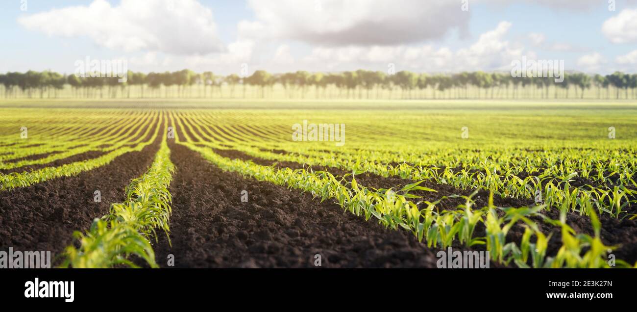 Spring landscape with a panorama of a field with rows of young corn ...