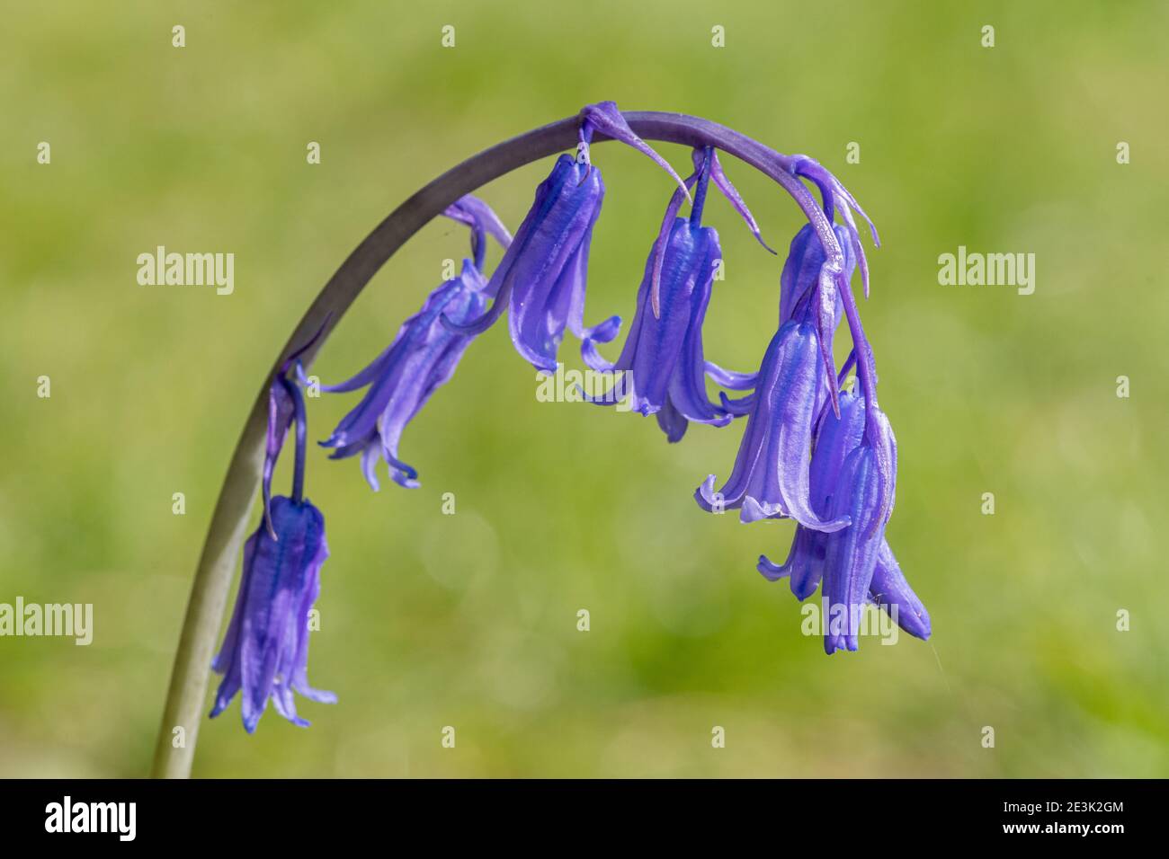 Close up of a bluebell (hyacinthoides non scripta) flower in bloom ...