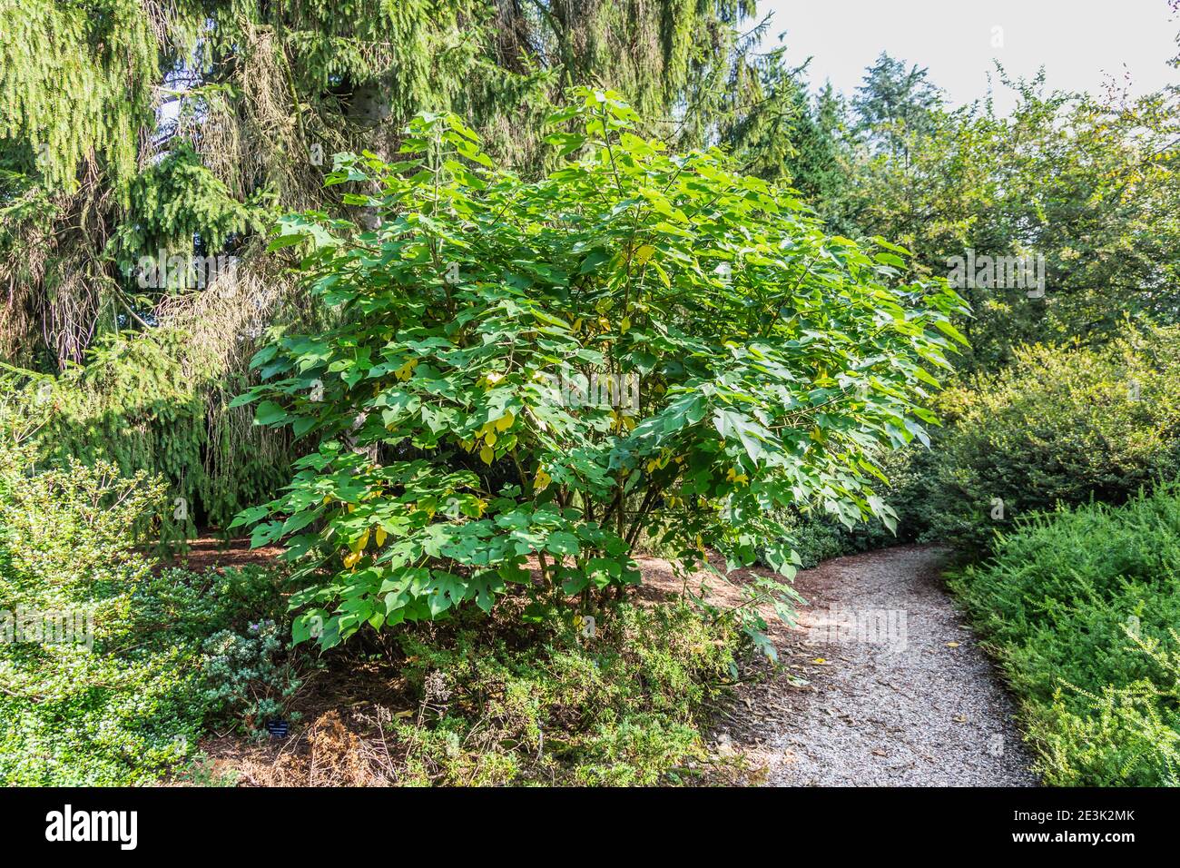 Paper mulberry, Morus papyrifera or Broussonetia papyrifera Stock Photo ...