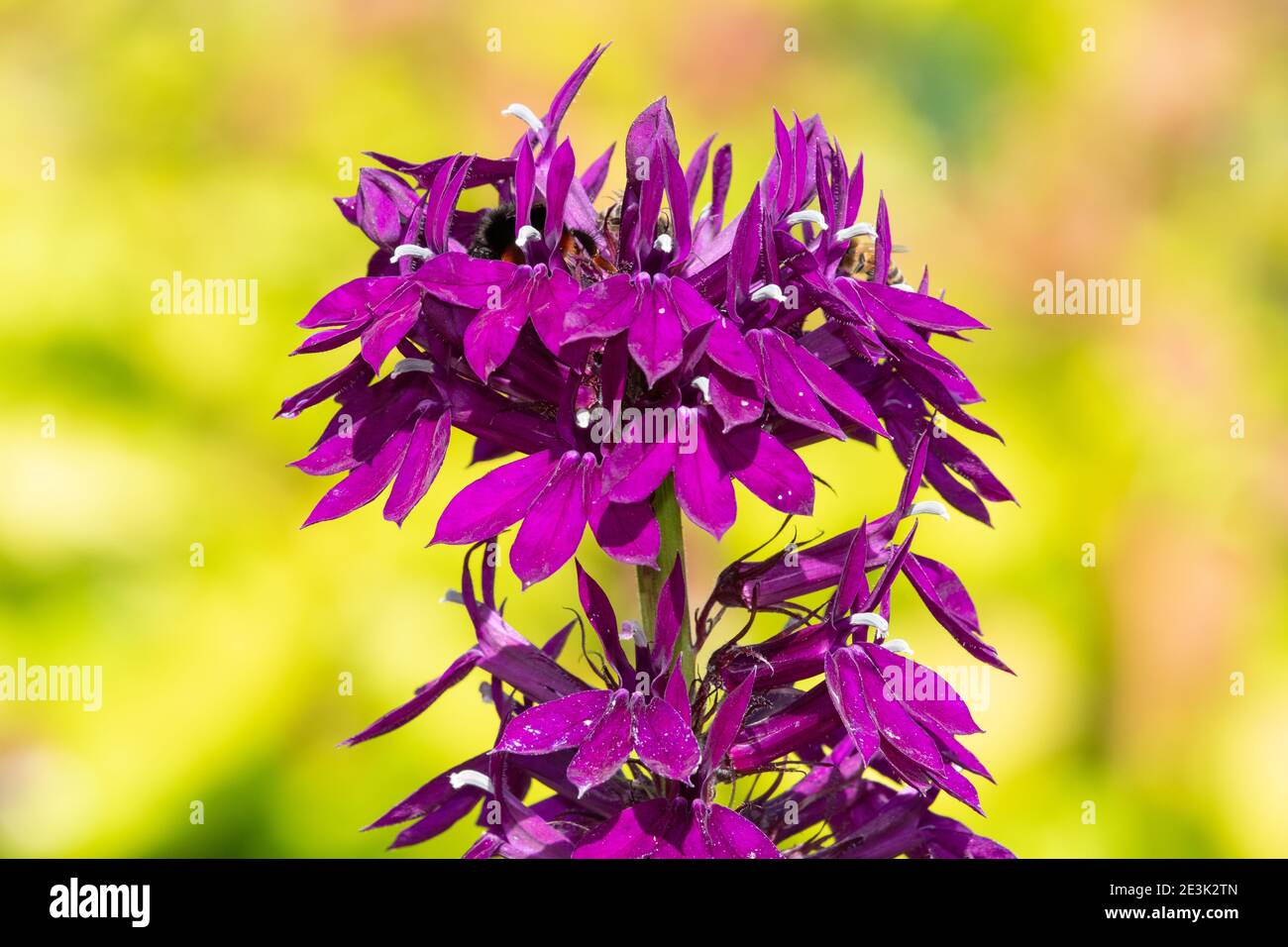 Close up of a purple cardinal flower (lobelia cardinalis) in bloom ...