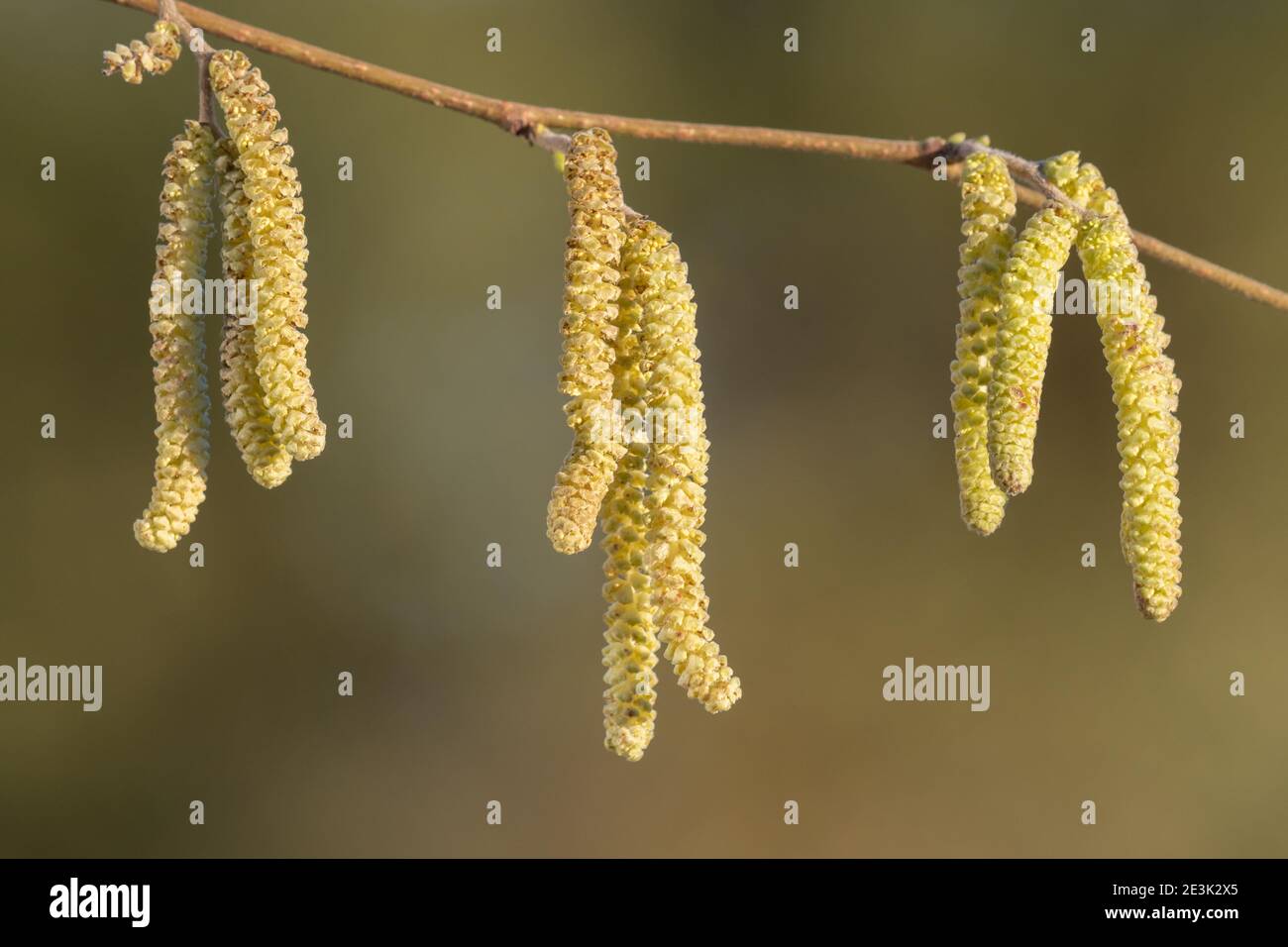Image of hazel catkins hi-res stock photography and images - Alamy