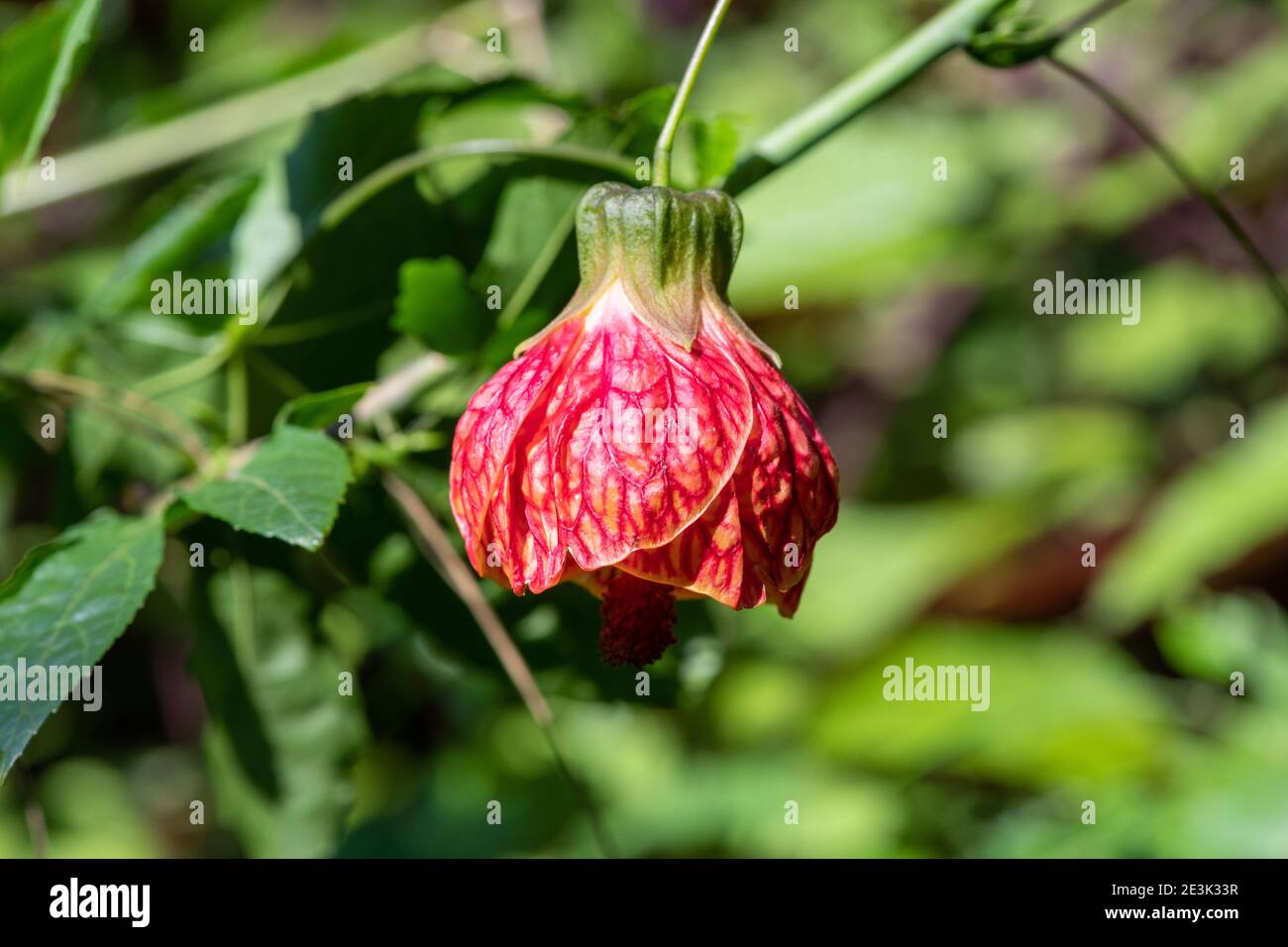 Abutilon pictum flower hi-res stock photography and images - Alamy