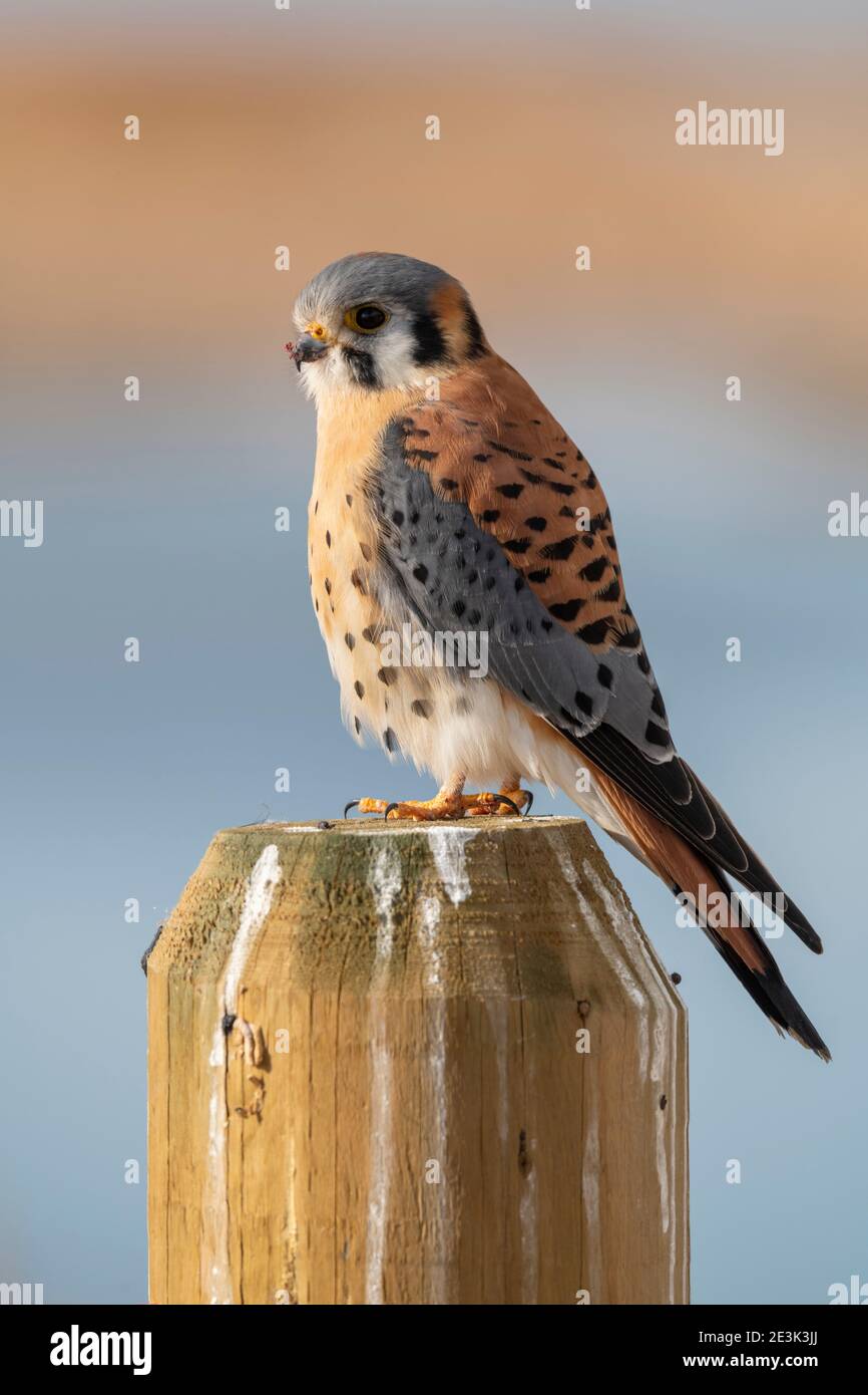 American kestrel on a post Stock Photo - Alamy