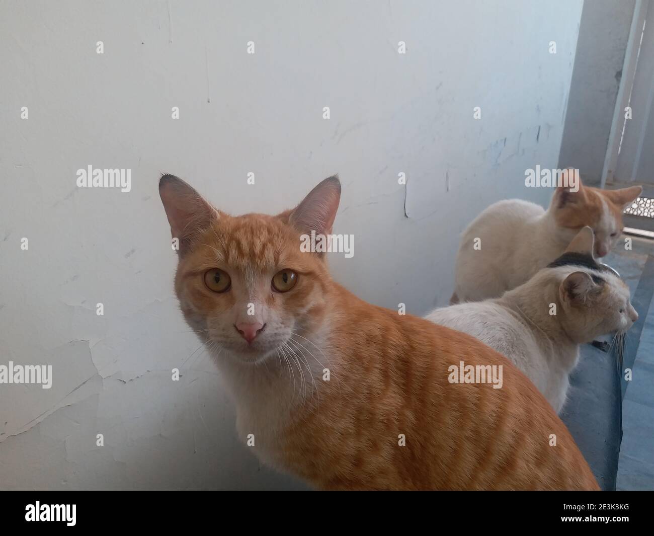 Friendly neighbourhood cats Stock Photo - Alamy