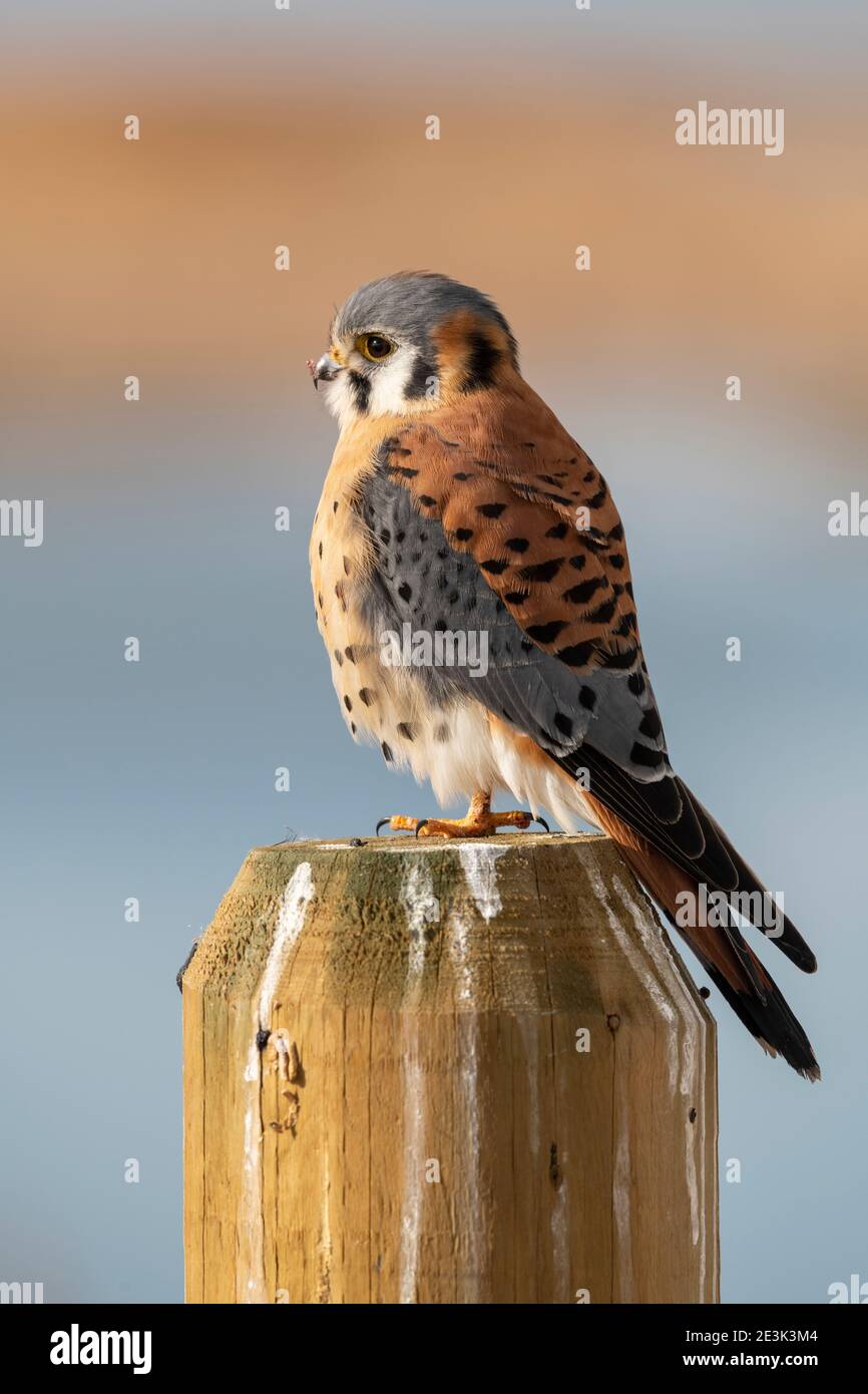 American sparrow hawk hi-res stock photography and images - Alamy