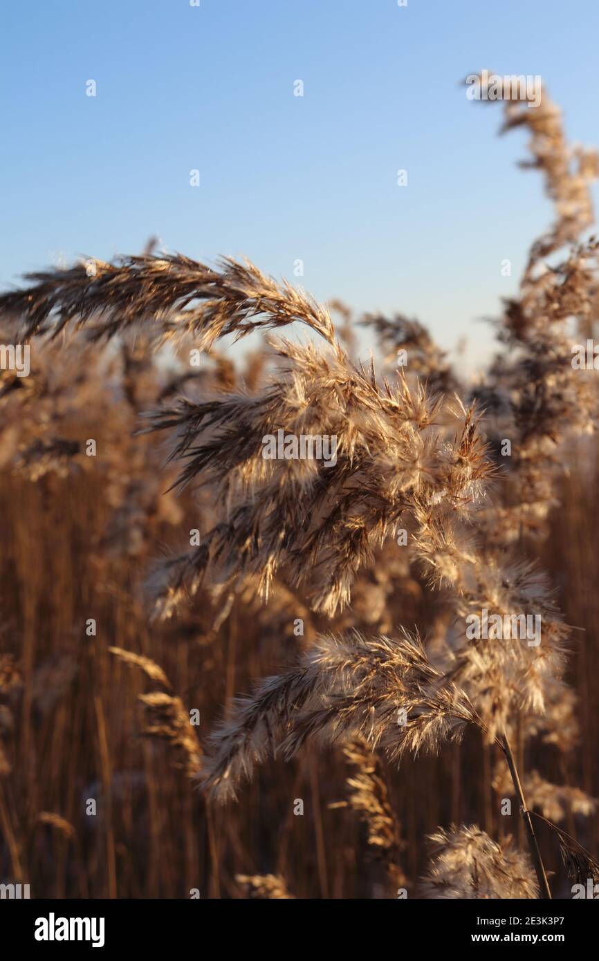 Beautiful lake plant hi-res stock photography and images - Alamy