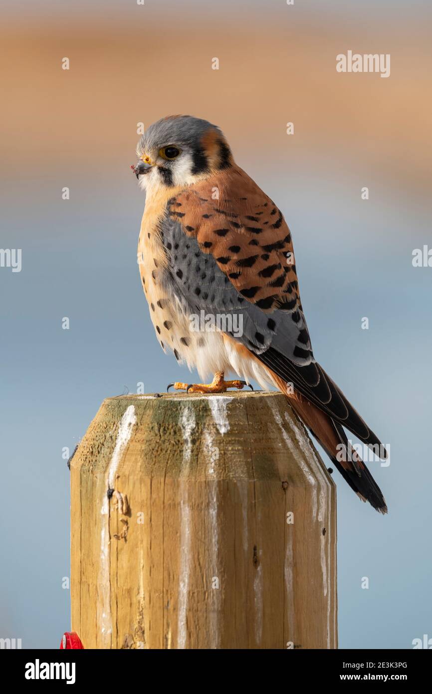 American kestrel on a post Stock Photo - Alamy