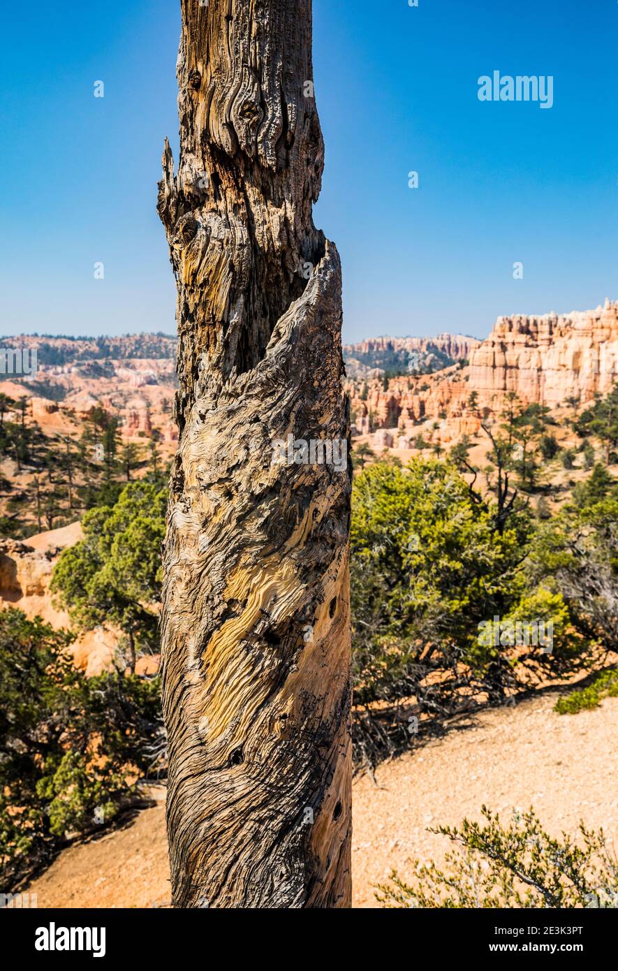 An old dead and twisted tree along the Fairyland Loop Trail, Bryce ...