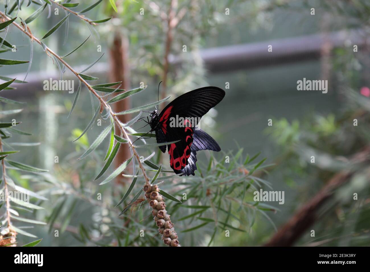 Scarlet mormon swallowtail butterfly hi-res stock photography and ...