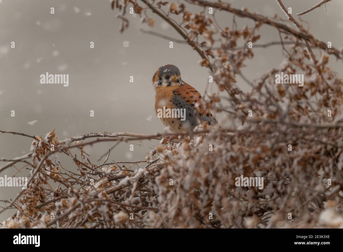 Bird in storm hi-res stock photography and images - Alamy