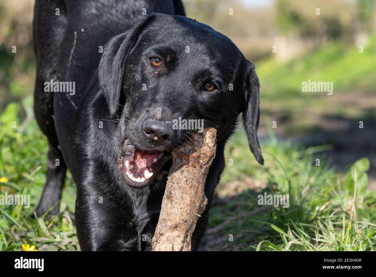 Portrait of a black Labrador puppy playing with a stick Stock Photo - Alamy