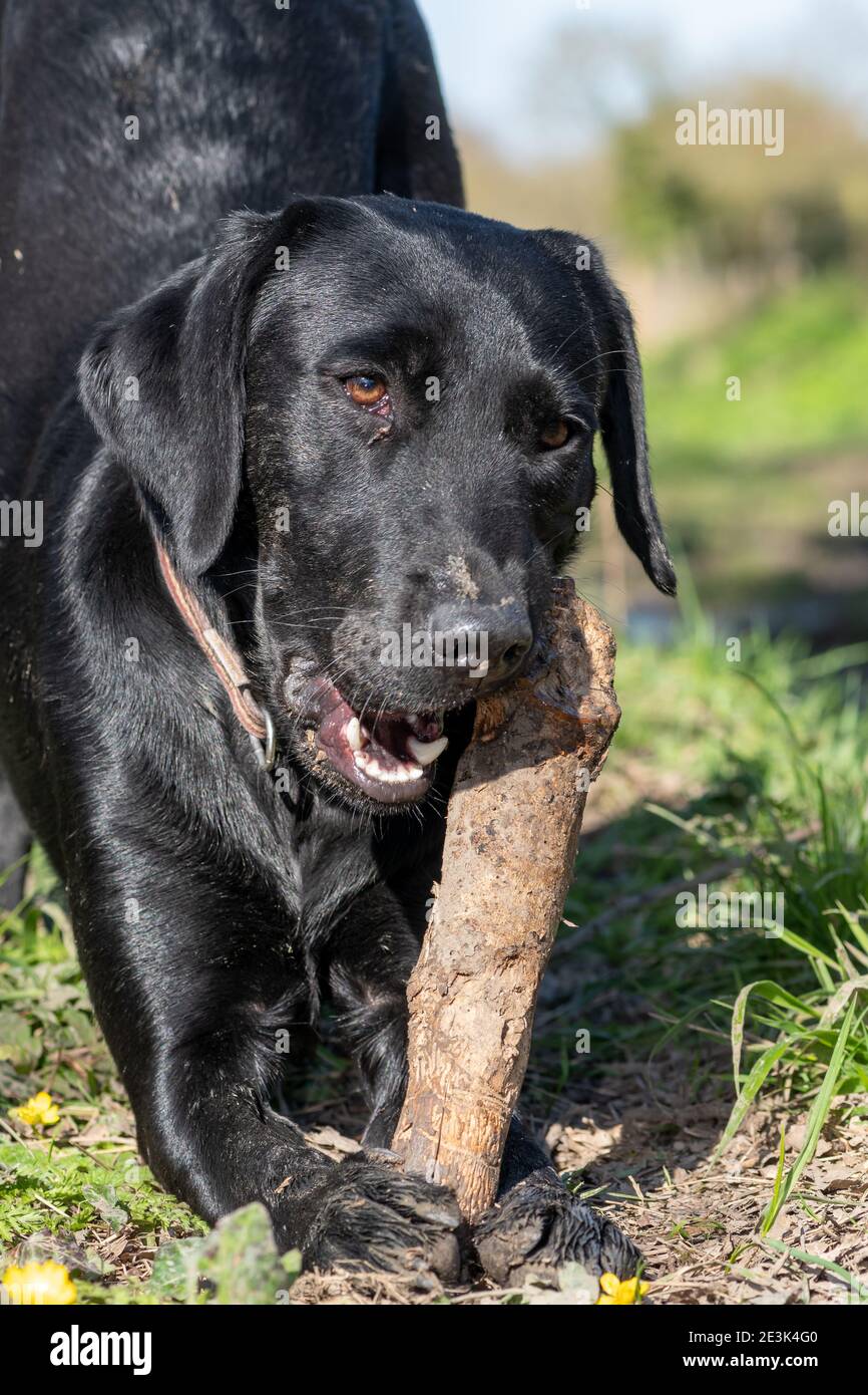 Portrait of a black Labrador puppy playing with a stick Stock Photo - Alamy