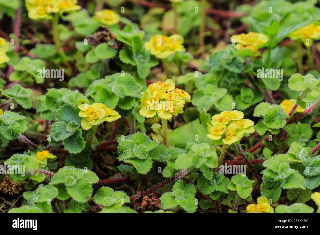 The yellow golden flowers of David's golden saxifrage (Chrysosplenium ...