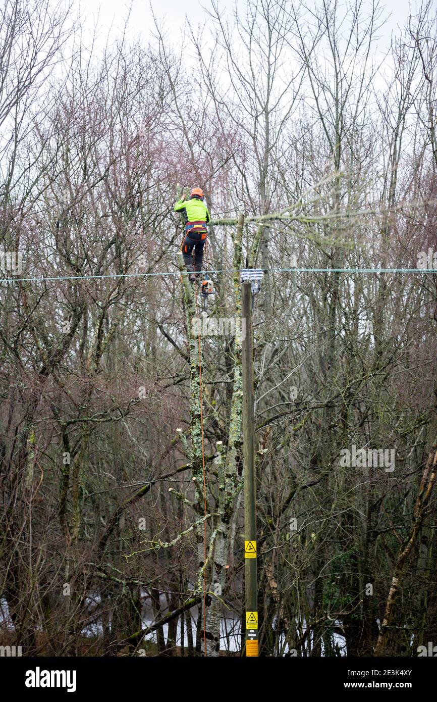 Arborist high in trees hi-res stock photography and images - Alamy