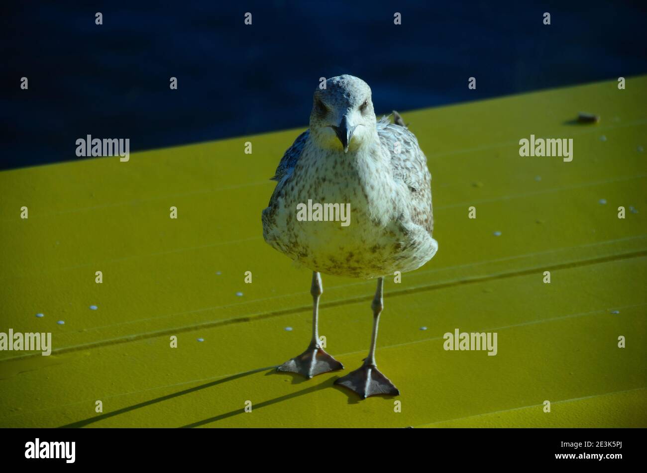 Yellow sun icon hi-res stock photography and images - Alamy