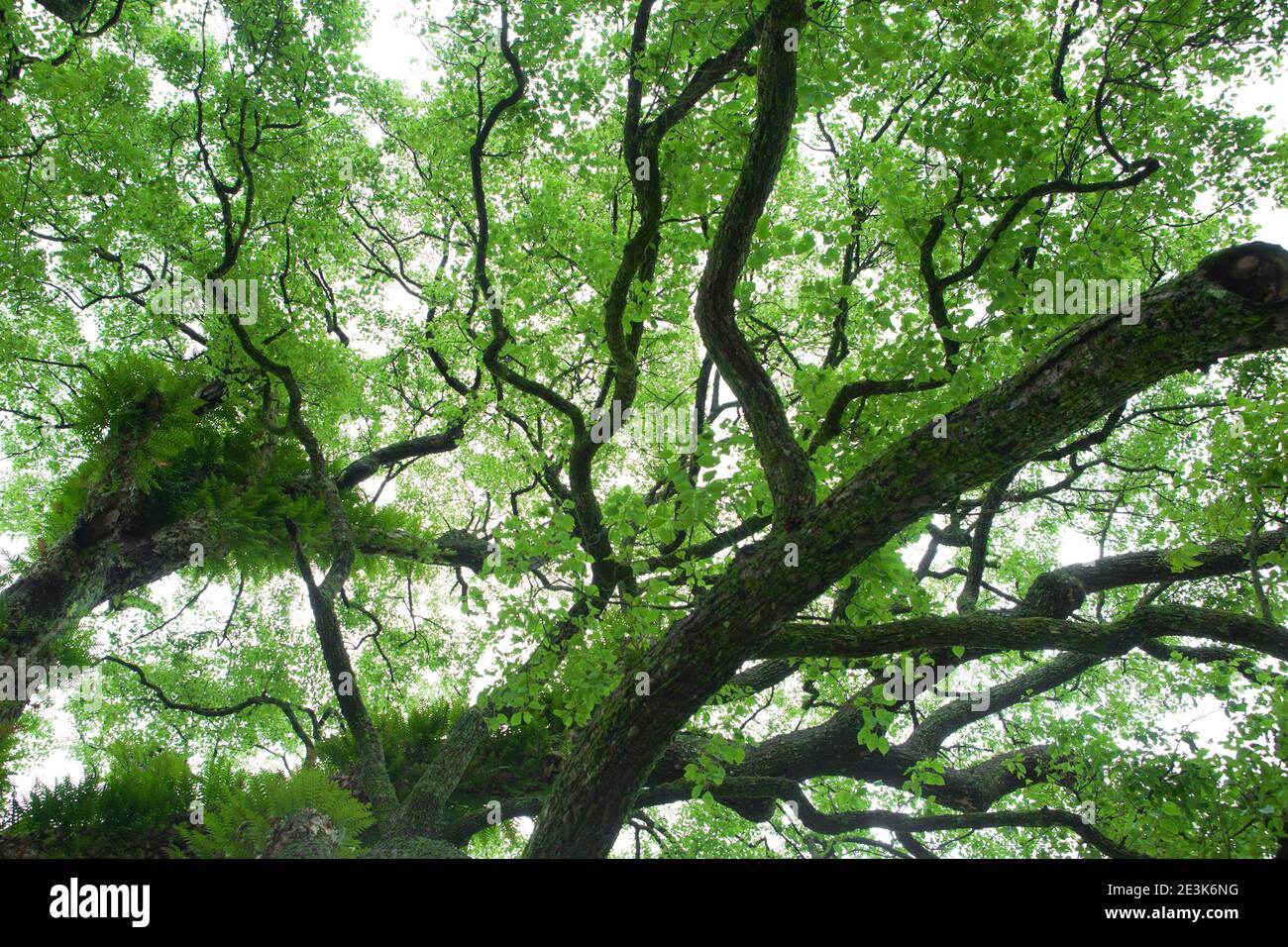 Green trunks and branches high quality photo Stock Photo - Alamy
