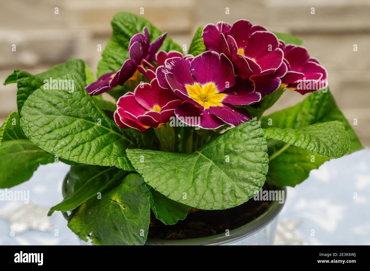 Polyanthus or Primrose, colourful flowers in full bloom, photographed ...